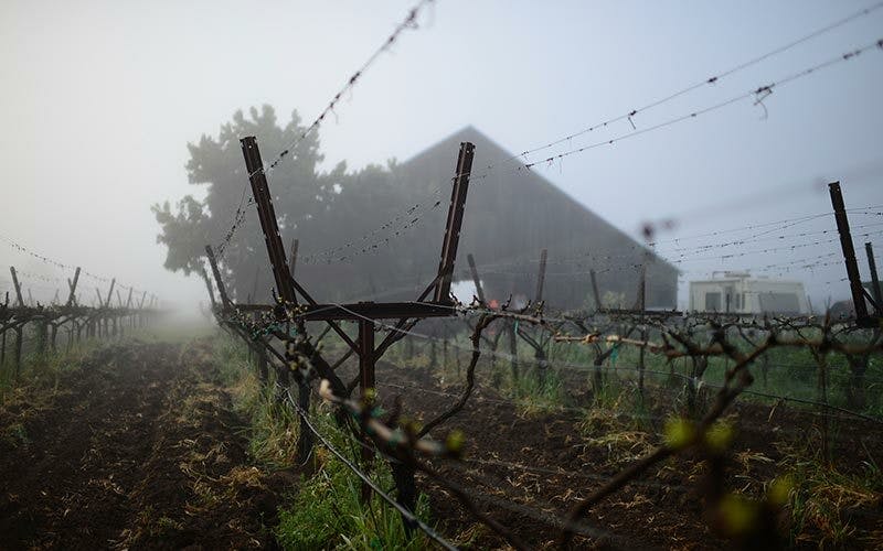 Matthiasson Wines | Winemaking