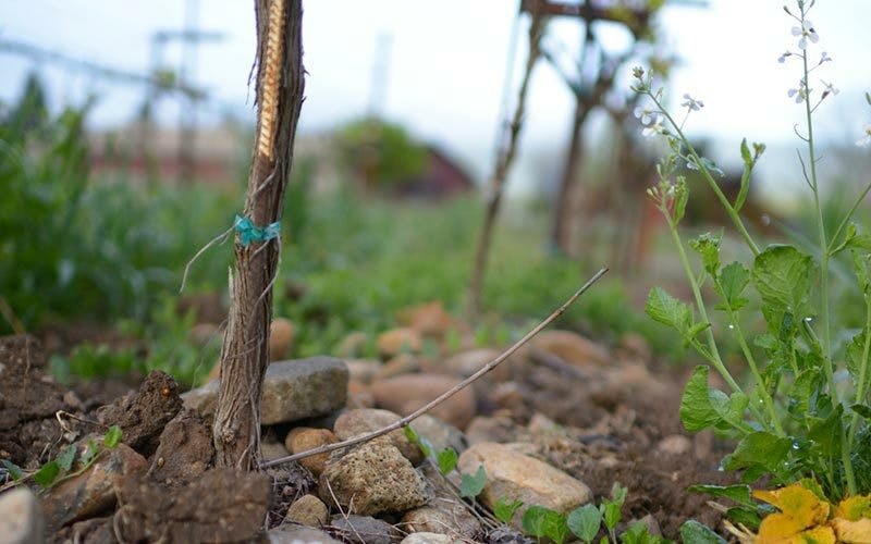 Matthiasson Wines | 2021 Sonoma Coast Chardonnay, Michael Mara…