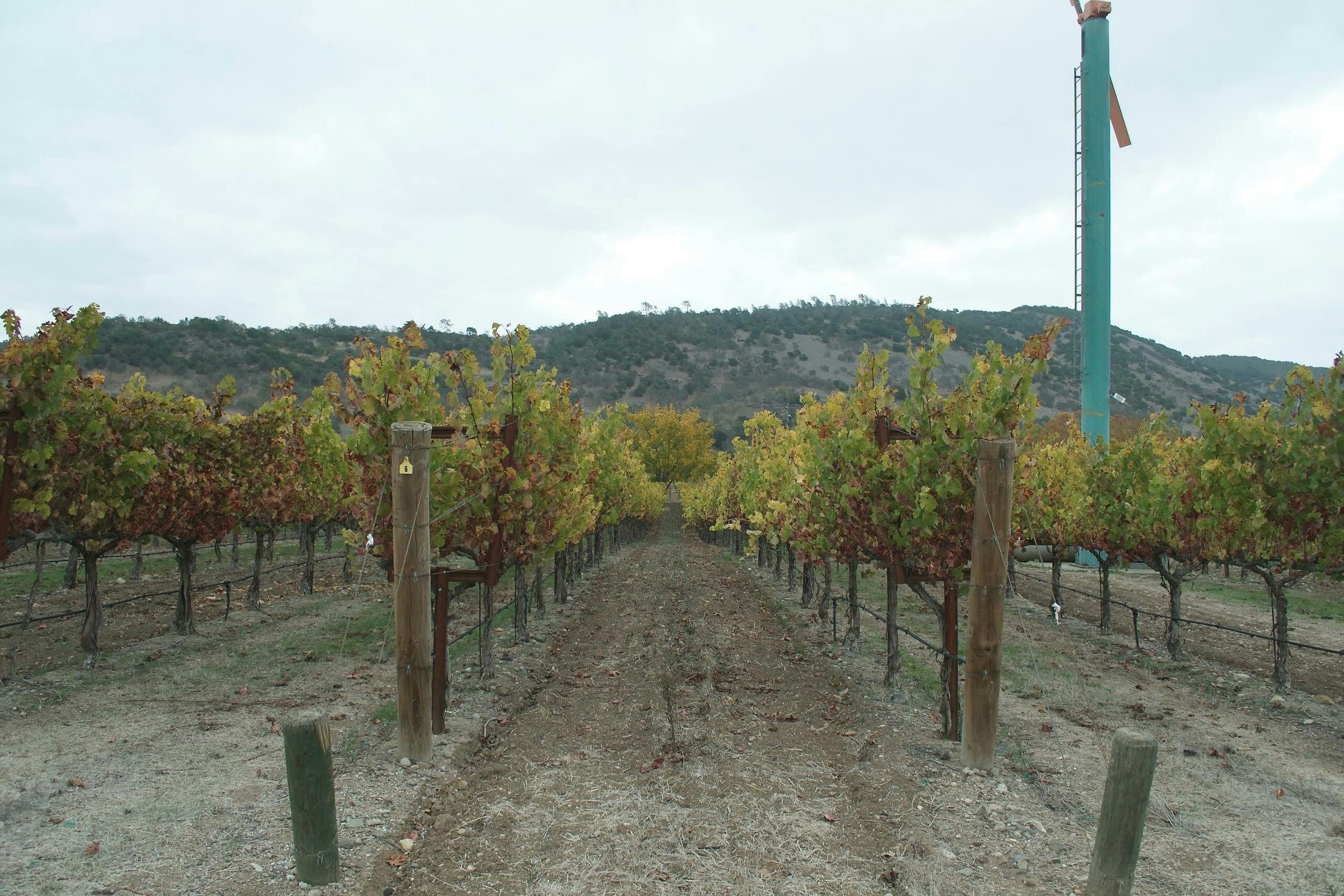 Matthiasson Wines | 2022 Cabernet Sauvignon Napa Valley